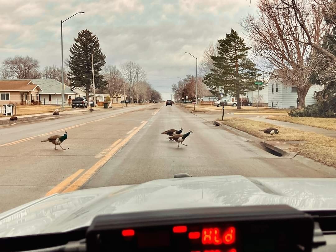 Nebraska Bird Migrations – Daily News by Hale Multimedia